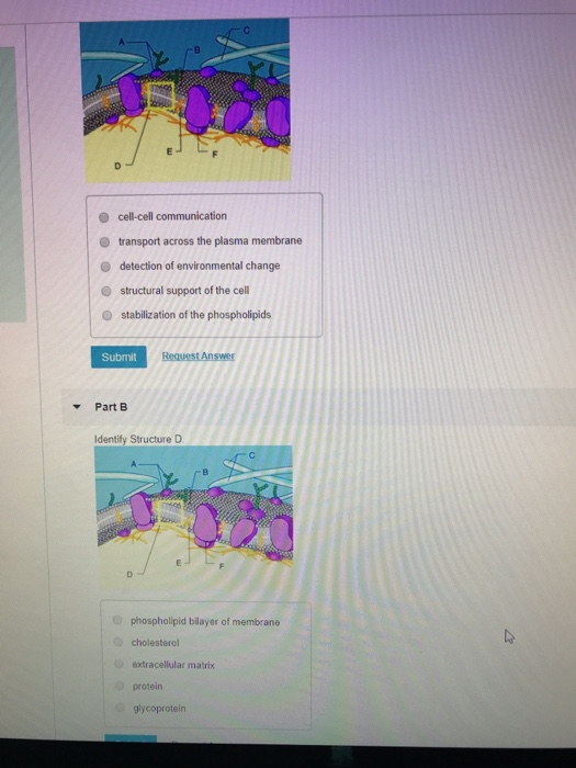 Solved cell-cell communication transport across the plasma | Chegg.com