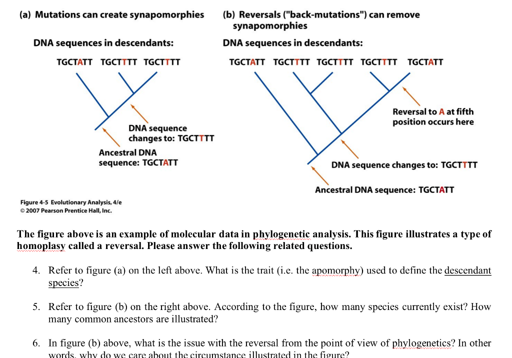 Solved (a) Mutations can create synapomorphies 1 Figure 4-5 | Chegg.com