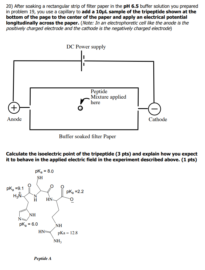 20) After soaking a rectangular strip of filter paper | Chegg.com