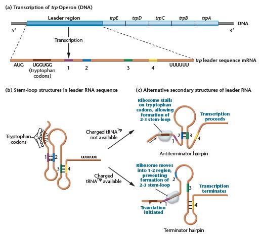 (a) Transcription of trp Operon (DNA) Leader region | Chegg.com