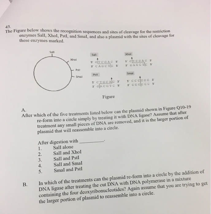Solved 43 The Figure below shows the recognition sequences | Chegg.com