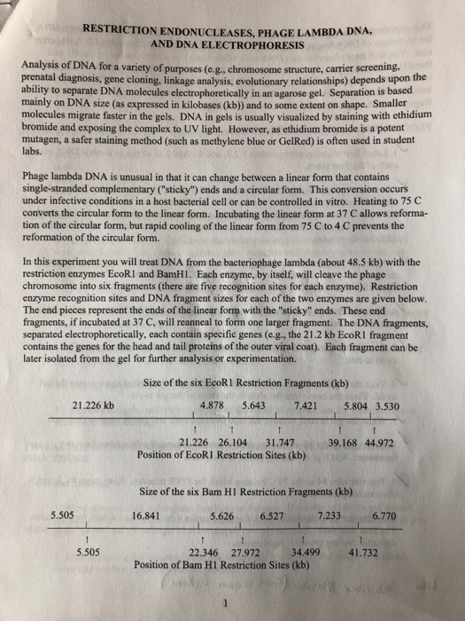 RESTRICTION ENDONUCLEASES, PHAGE LAMBDA DNA, AND DNA | Chegg.com