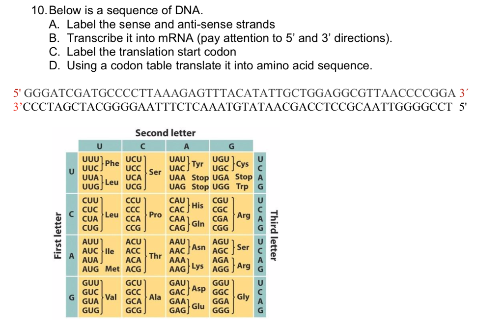 Solved 10. Below is a sequence of DNA. A. Label the sense | Chegg.com