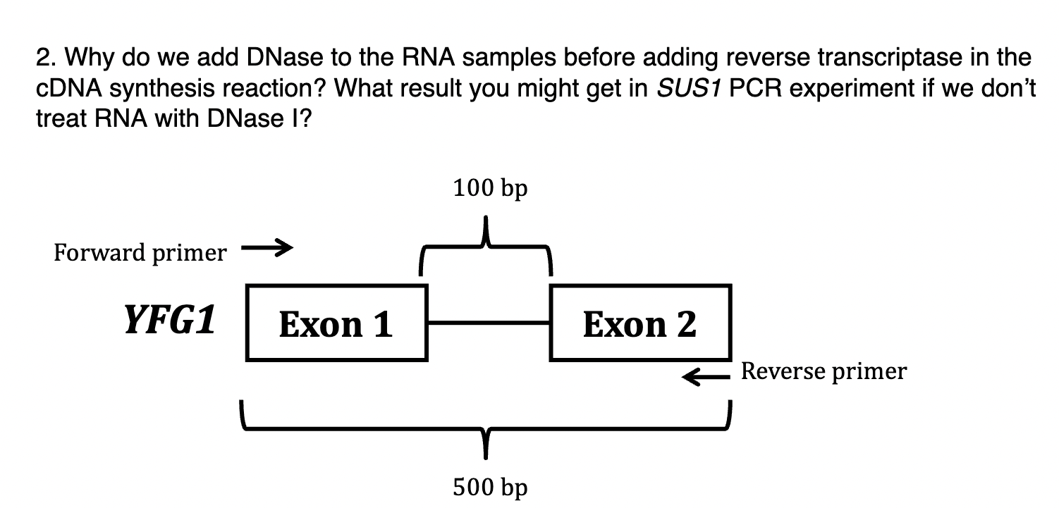 Solved Protocol 8, 2. Why do we add DNase to the RNA samples | Chegg.com