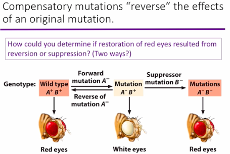 Solved Genetics How could you determine if restoration of | Chegg.com