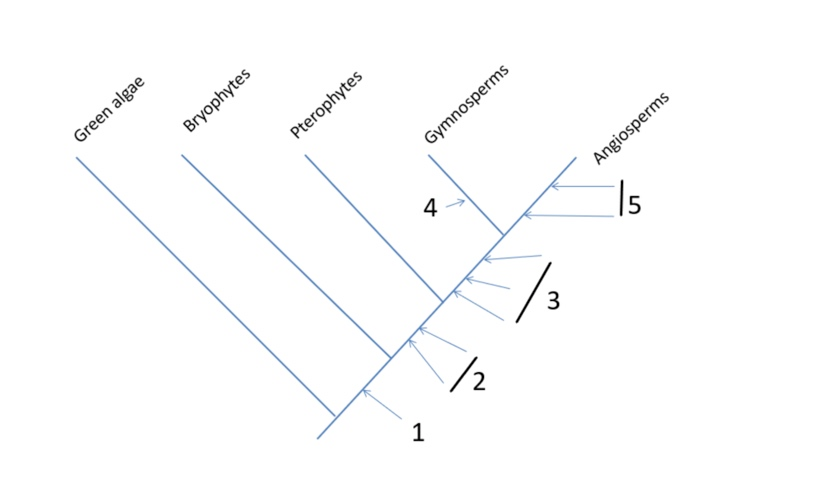 Solved Map this Phylogeny of plants on the branches to map | Chegg.com