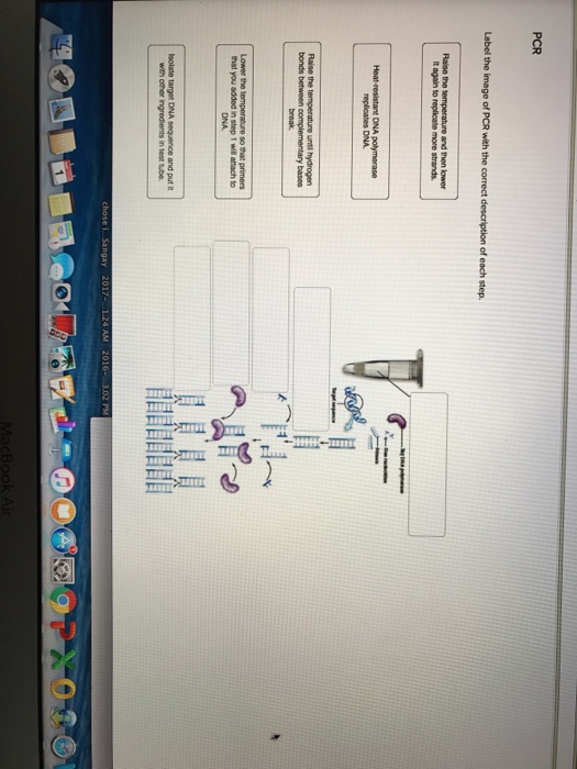 Solved Label the image of PCR with the correct description | Chegg.com Solved Label the image of PCR with the correct description | Chegg.com