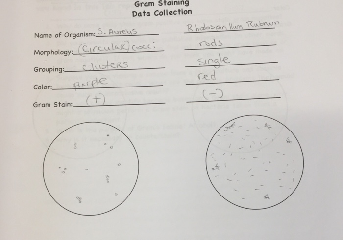 Solved Gram Staining Data Interpretation Please type the | Chegg.com