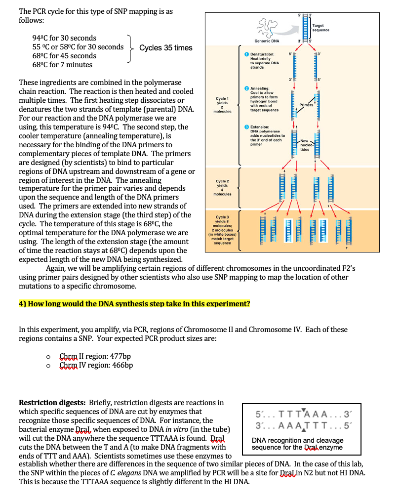 Genetic mapping using single nucleotide polymorphisms | Chegg.com
