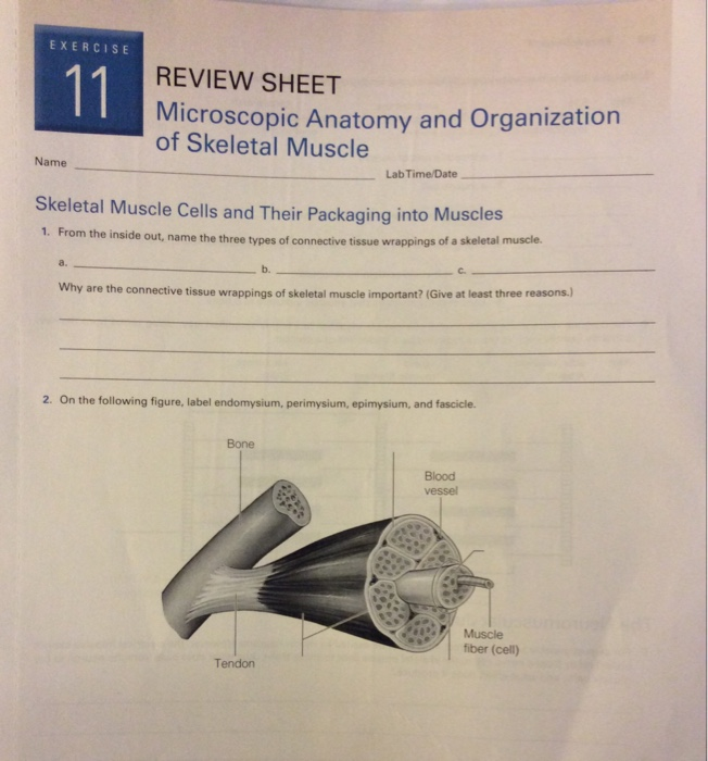 Microscopic Anatomy And Organization Of Skeletal Muscle Exercise 11 Microscopic Anatomy And Organization Of Skeletal Muscle Exercise 11