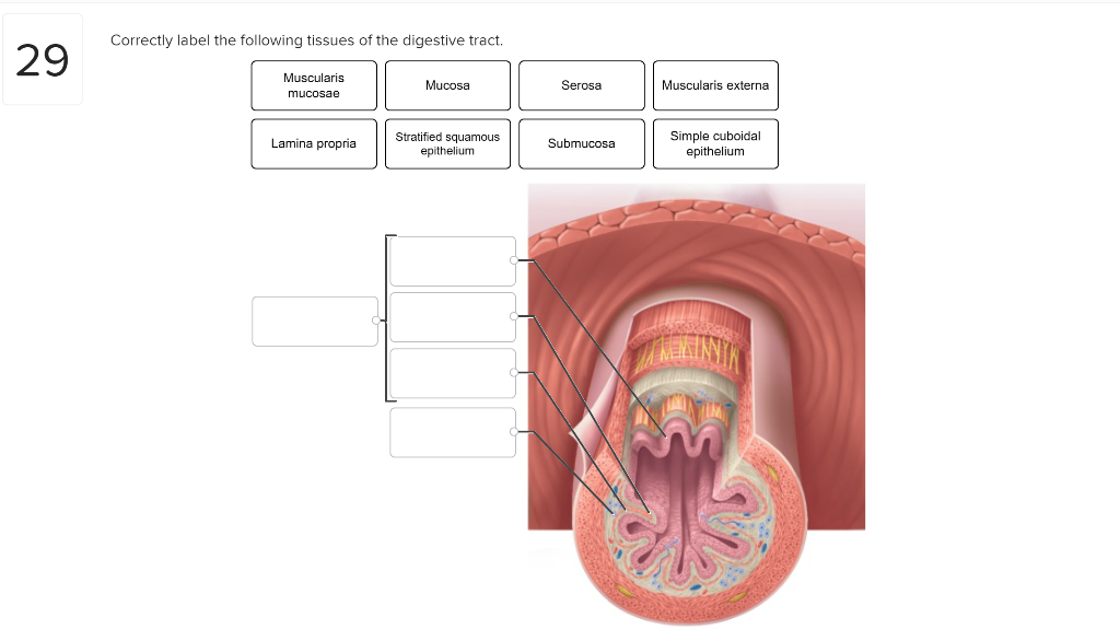 Solved Correctly label the following tissues of the | Chegg.com