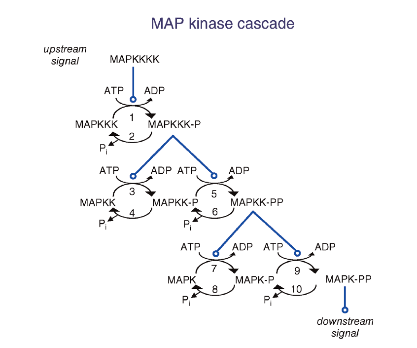5) In MAP kinase cascades, proteins have typically | Chegg.com