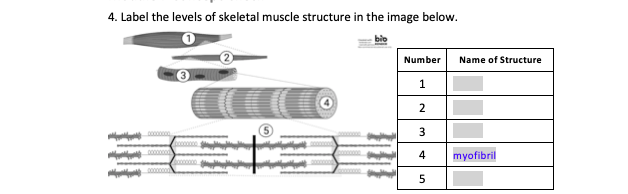 Solved 4. Label the levels of skeletal muscle structure in | Chegg.com