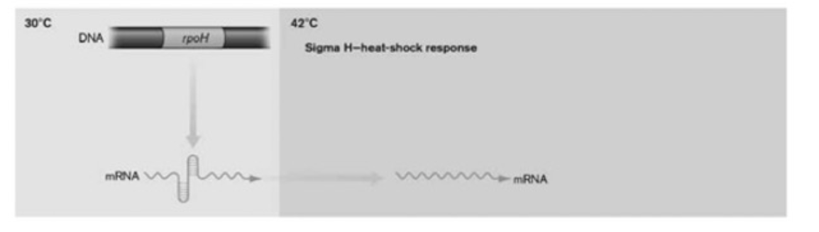 Solved Here is an image that predicts the fate of sigma H | Chegg.com