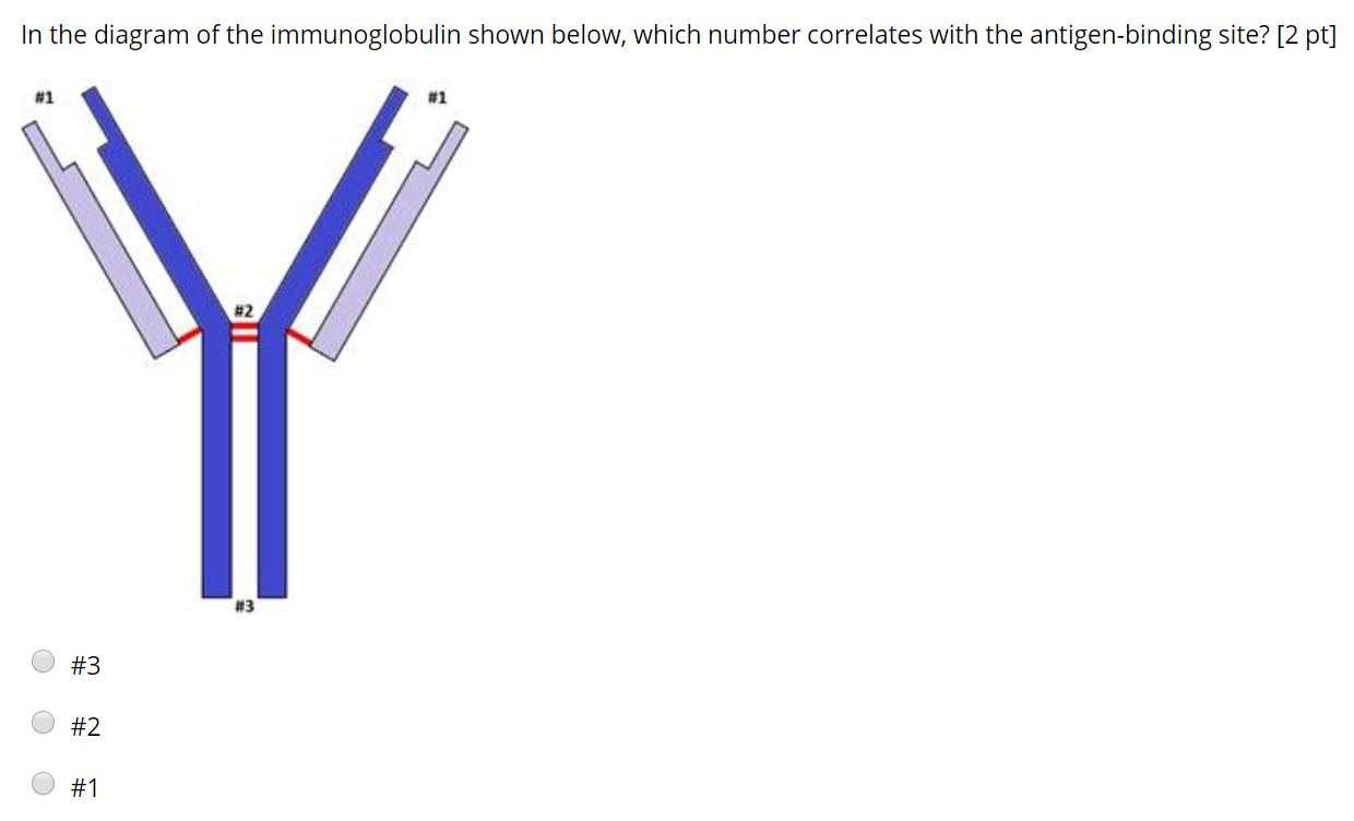 Solved In the diagram of the immunoglobulin shown below, | Chegg.com