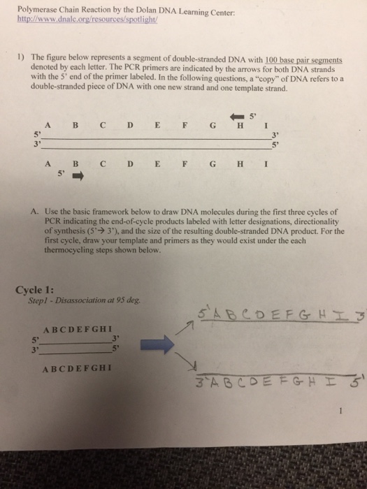 Solved Polymerase Chain Reaction by the Dolan DNA Learning | Chegg.com