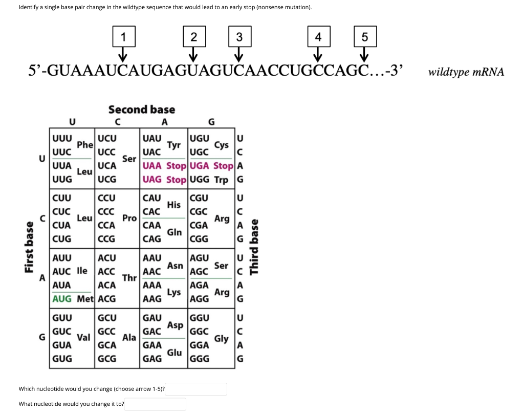 Solved Identify a single base pair change in the wildtype | Chegg.com