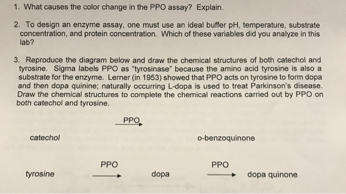 Solved 1. What causes the color change in the PPO assay? | Chegg.com