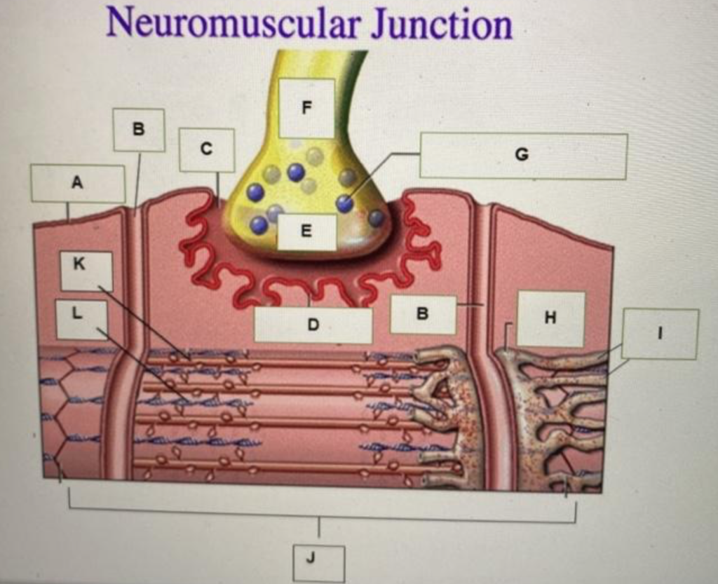 Solved axon of neuron axon terminal of neuron | Chegg.com