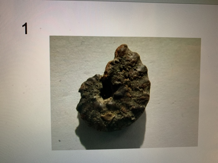 Solved Optional Taxonomic Group 1, 2, 3; a, b, c Genus | Chegg.com