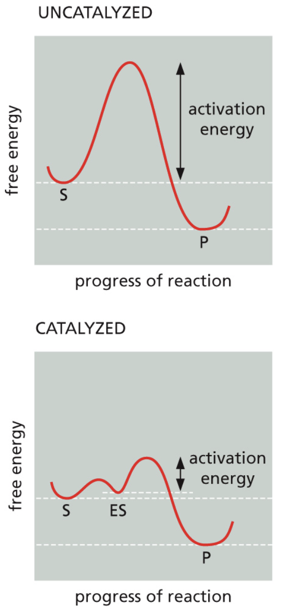 Solved This figure compares the energetics of a catalyzed | Chegg.com