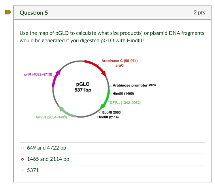Solved Question 5 2 pts Use the map of PGLO to calculate | Chegg.com