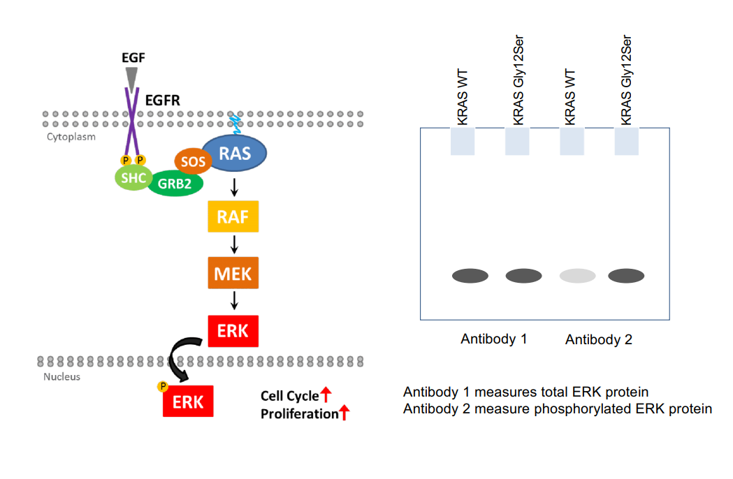100- 75- Total ERK 50- 37- 100- 75- phospho-ERK 50- = | Chegg.com