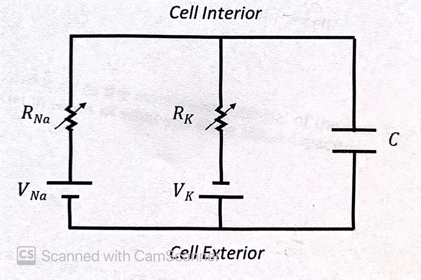 Cell Interior cs Scanned with Cam Cell ExteriorThe | Chegg.com