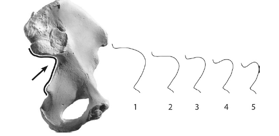 Solved Part One: Determining SexWe will begin by looking at | Chegg.com