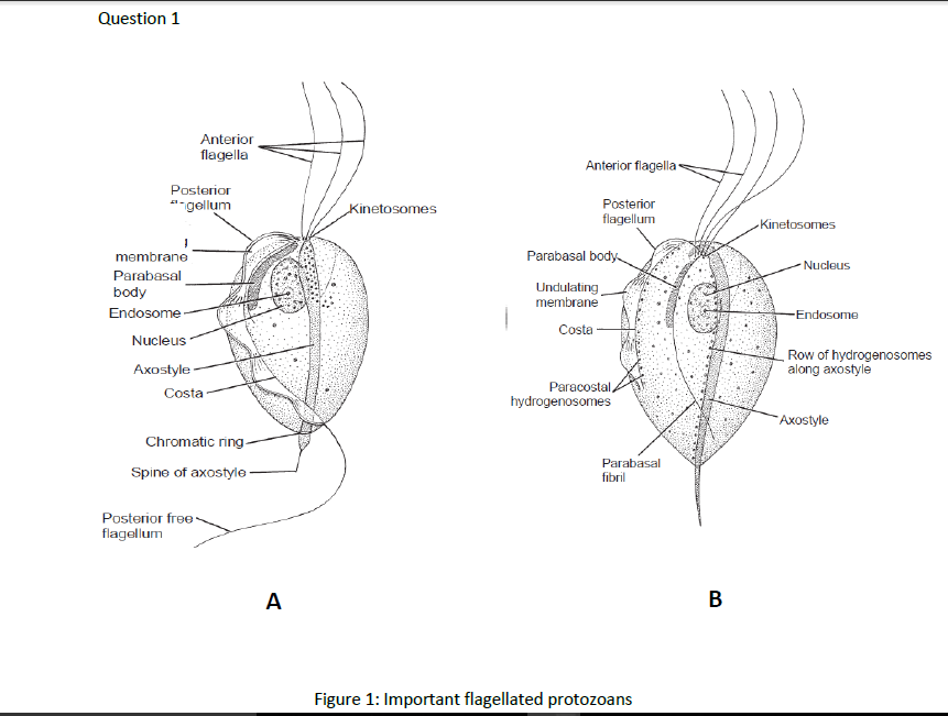 Solved Question 1 Anterior flagella Anterior flagella | Chegg.com
