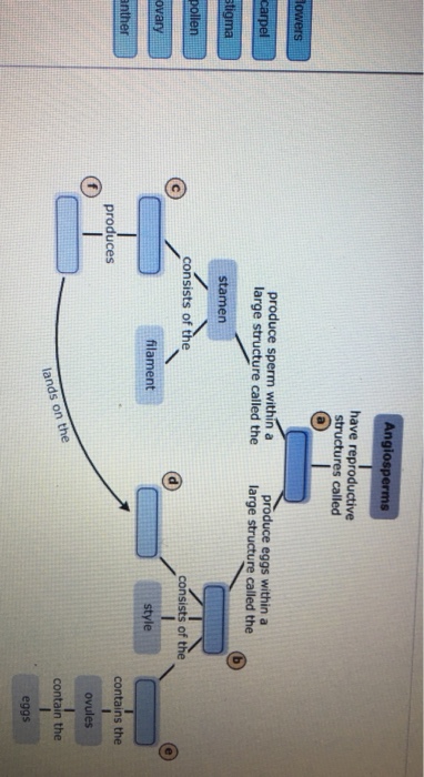 Solved Angiosperms have reproductive structures called | Chegg.com