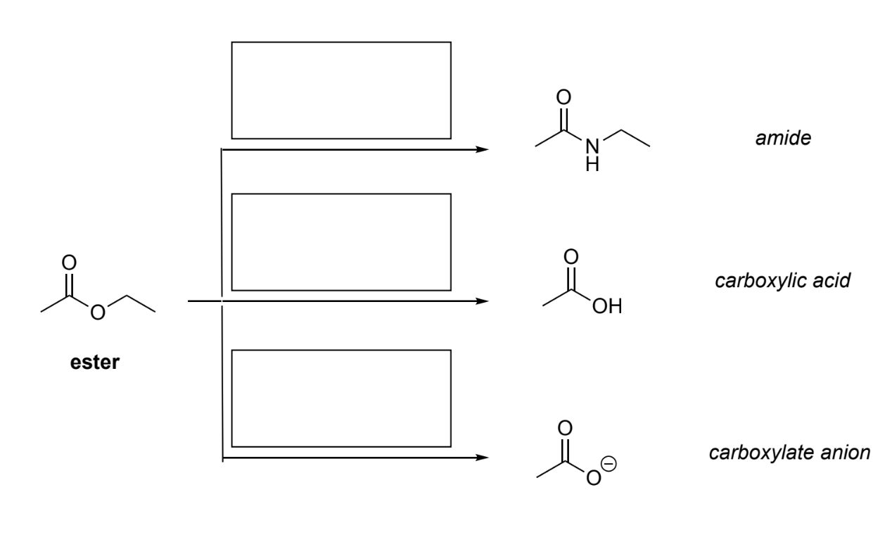 Solved amide carboxylic acid ester carboxylate anion | Chegg.com