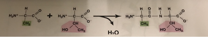 Solved 6. The addition (polymerization) of amino acid | Chegg.com