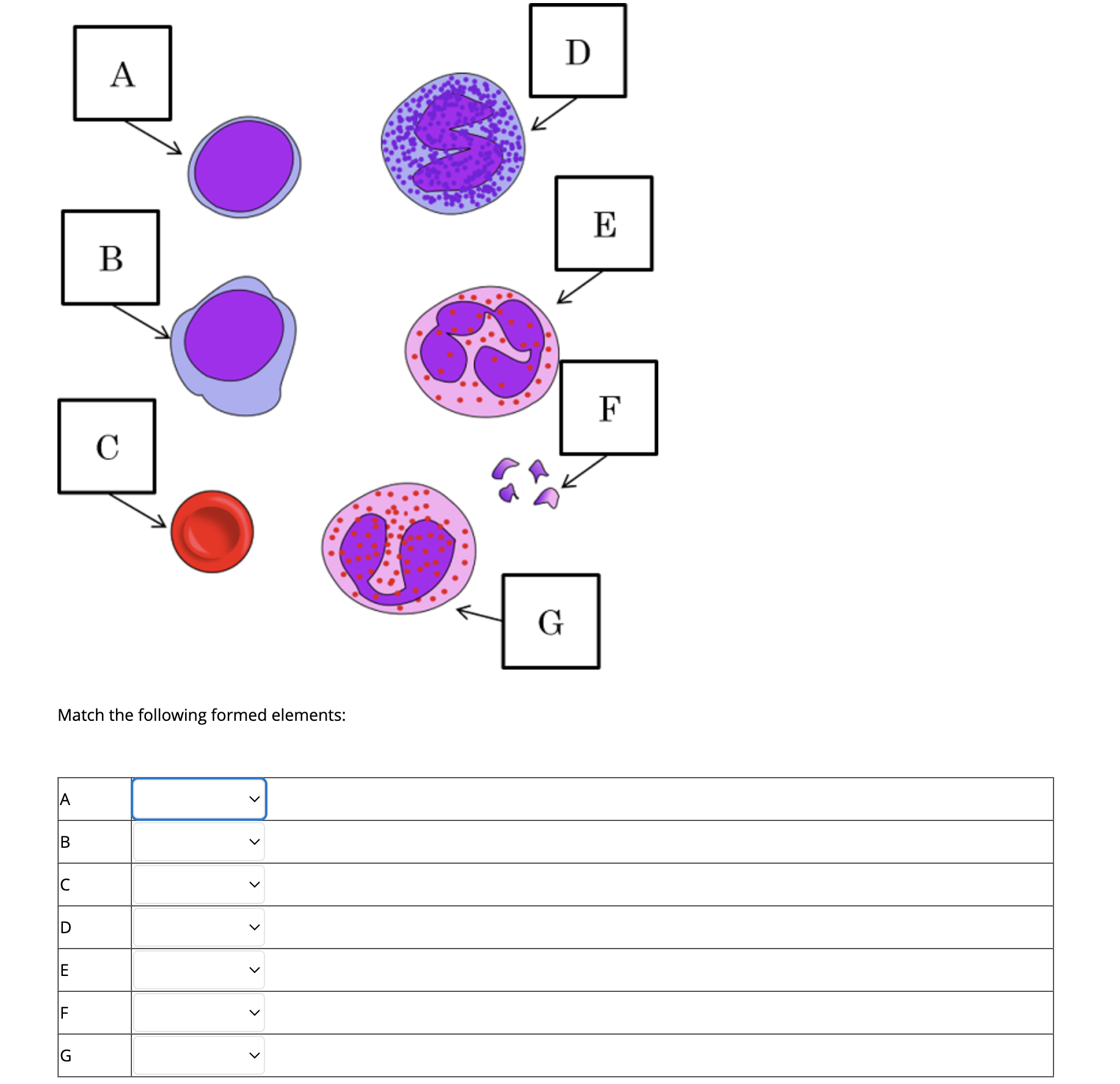 Solved Match the following formed elements: Basophil, | Chegg.com