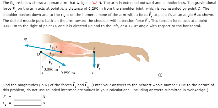 Solved The figure below shows a human arm that weighs 43.2 | Chegg.com