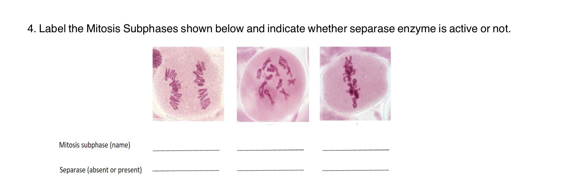 Solved 4. Label the Mitosis Subphases shown below and | Chegg.com