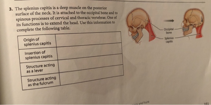 Solved 3. The splenius capitis is a deep muscle on the | Chegg.com