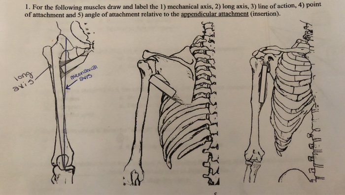 Solved Kinesiology Biomechanics For the | Chegg.com