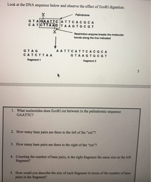 Solved Look At The Dna Sequence Below And Observe The Effect