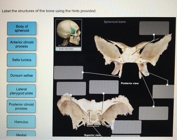 Solved Label The Structures Of The Bone Using The Hints Chegg