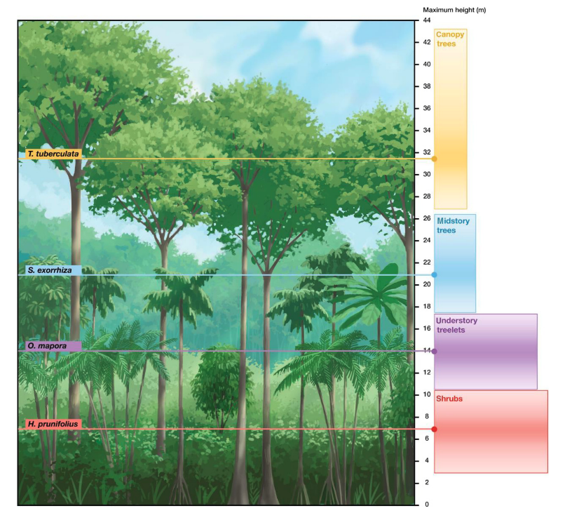 Solved 1. According to the sunfleck model, light incidence | Chegg.com