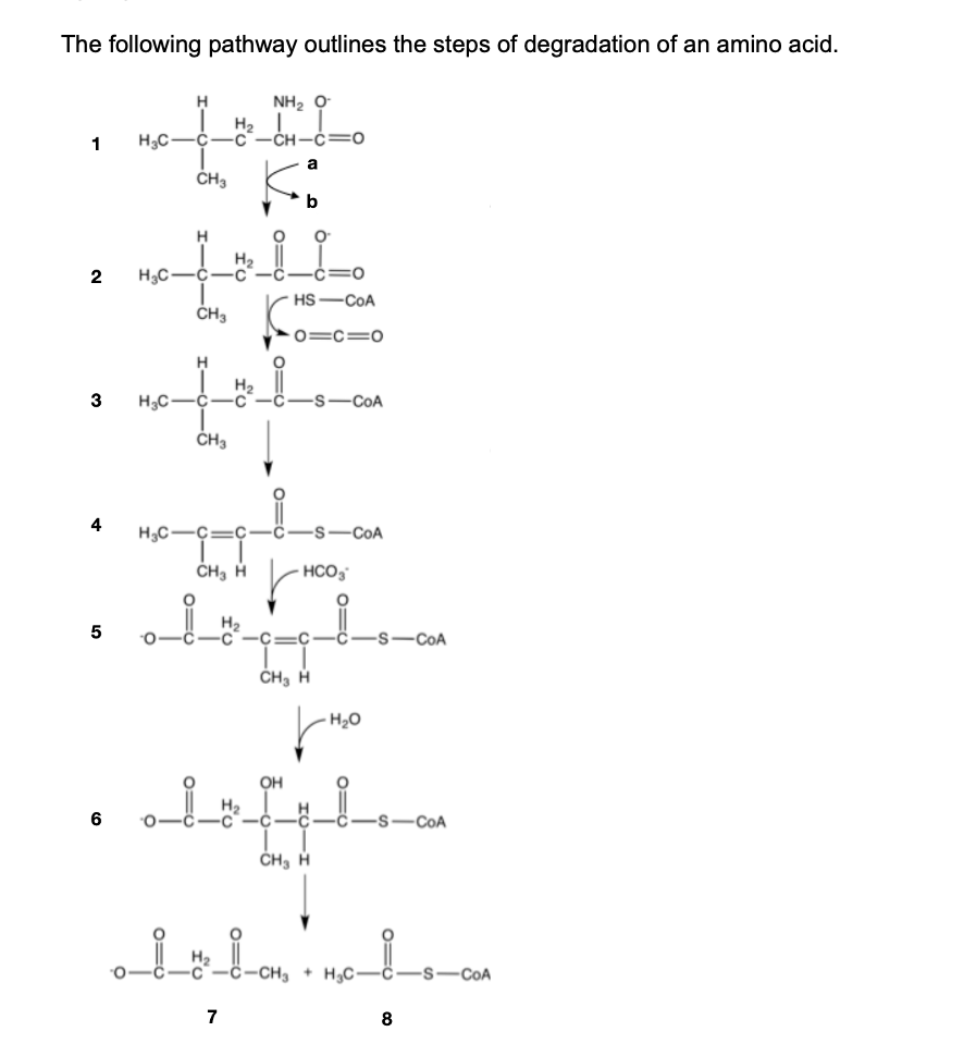 Solved The following pathway outlines the steps of | Chegg.com