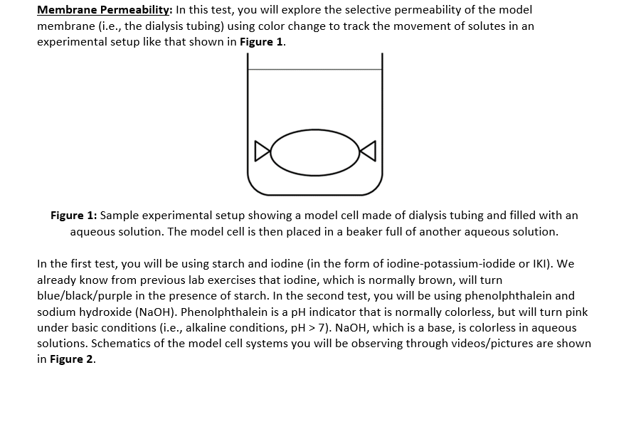 Solved Membrane Permeability: In this test, you will explore | Chegg.com