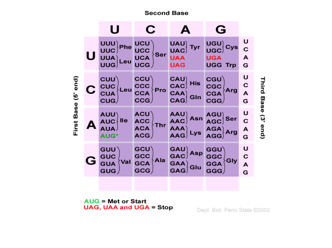 Solved The full coding sequence of the TAS2R38 gene is 1,002 | Chegg.com
