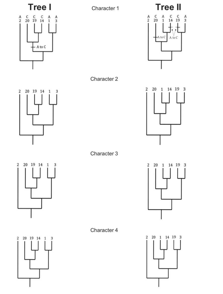 Solved Modern systematists compare DNA sequences to | Chegg.com