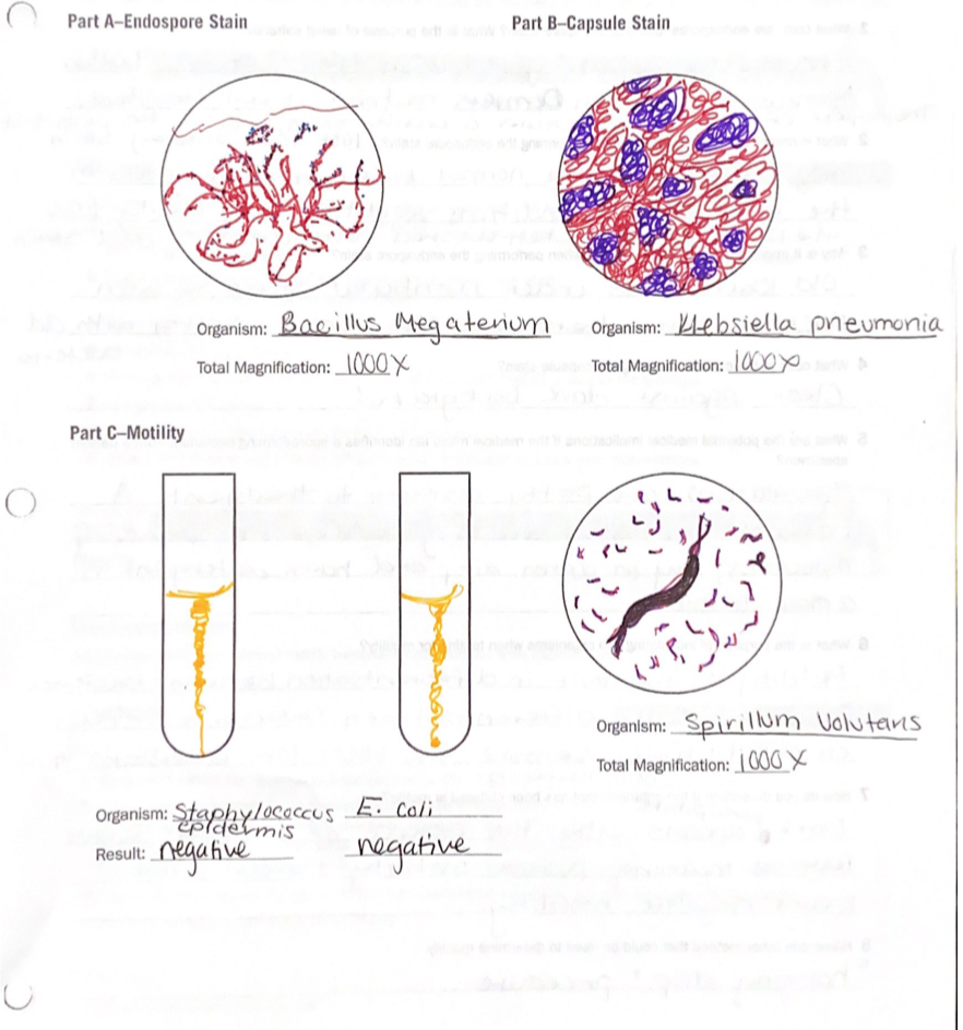 Klebsiella Negative Stain