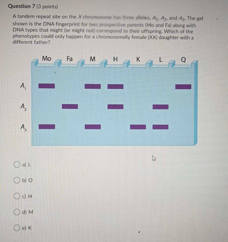 Solved Question 7 (3 points) A tandem repeat site on the X | Chegg.com