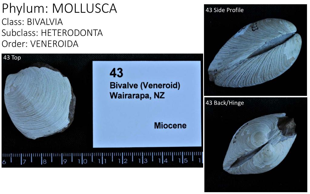 Solved 43 Side Profile Phylum: MOLLUSCA Class: BIVALVIA | Chegg.com