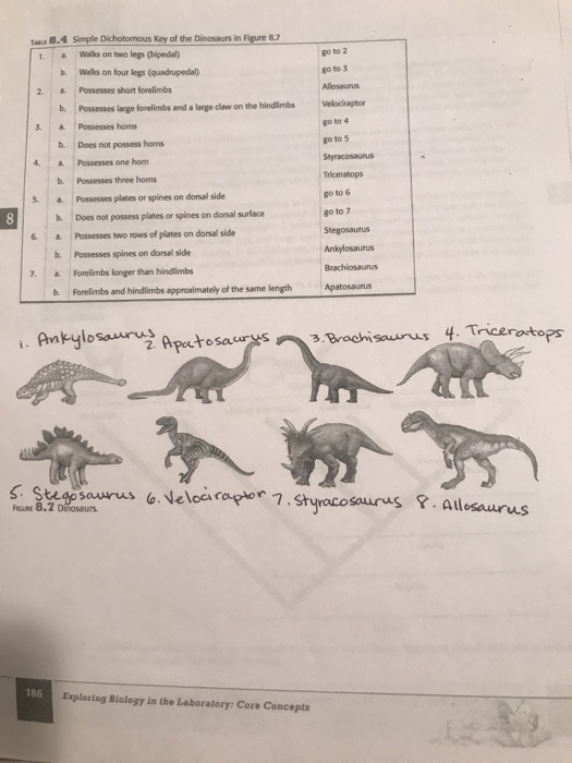 Solved make a dichtomous key for the insects like the the | Chegg.com