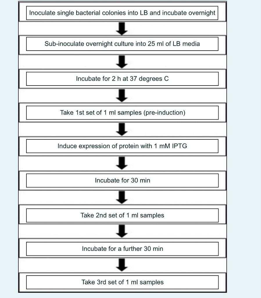 Solved Inoculate single bacterial colonies into LB and | Chegg.com